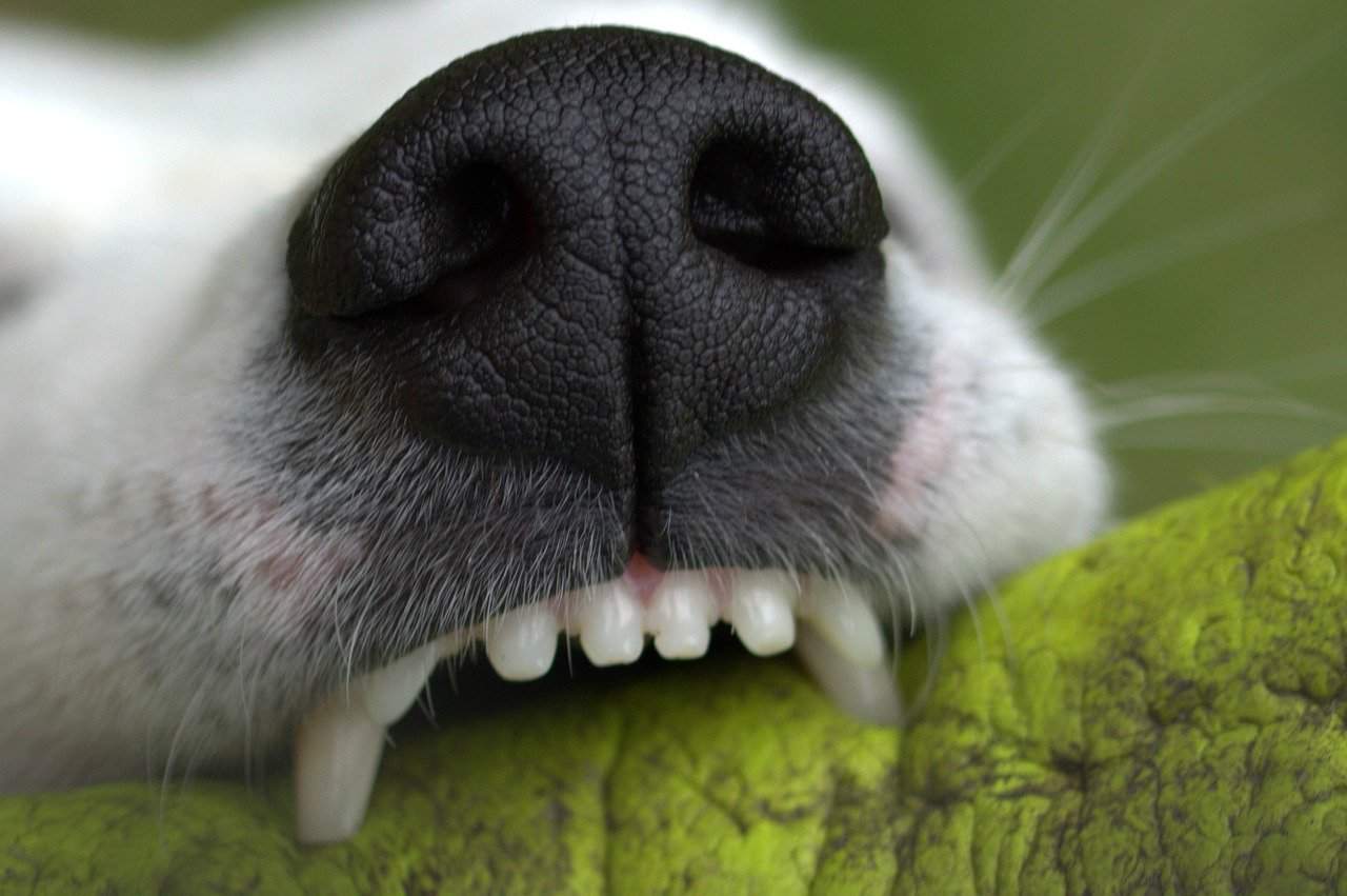 Dog Bite Dream Meaning And Symbolism SYMBOLS