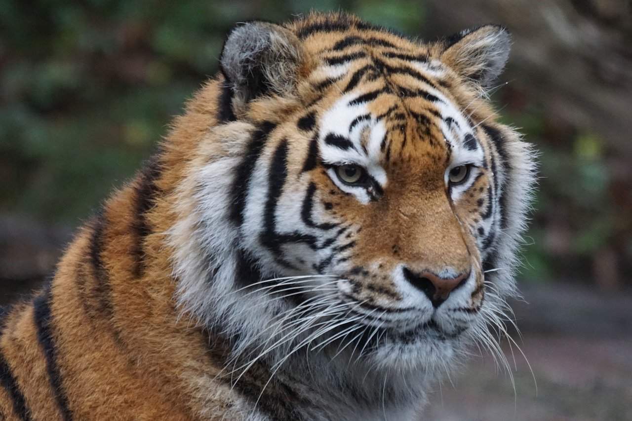 Tiger Chasing Me Dream Meaning and Symbolism - SYMBOLS