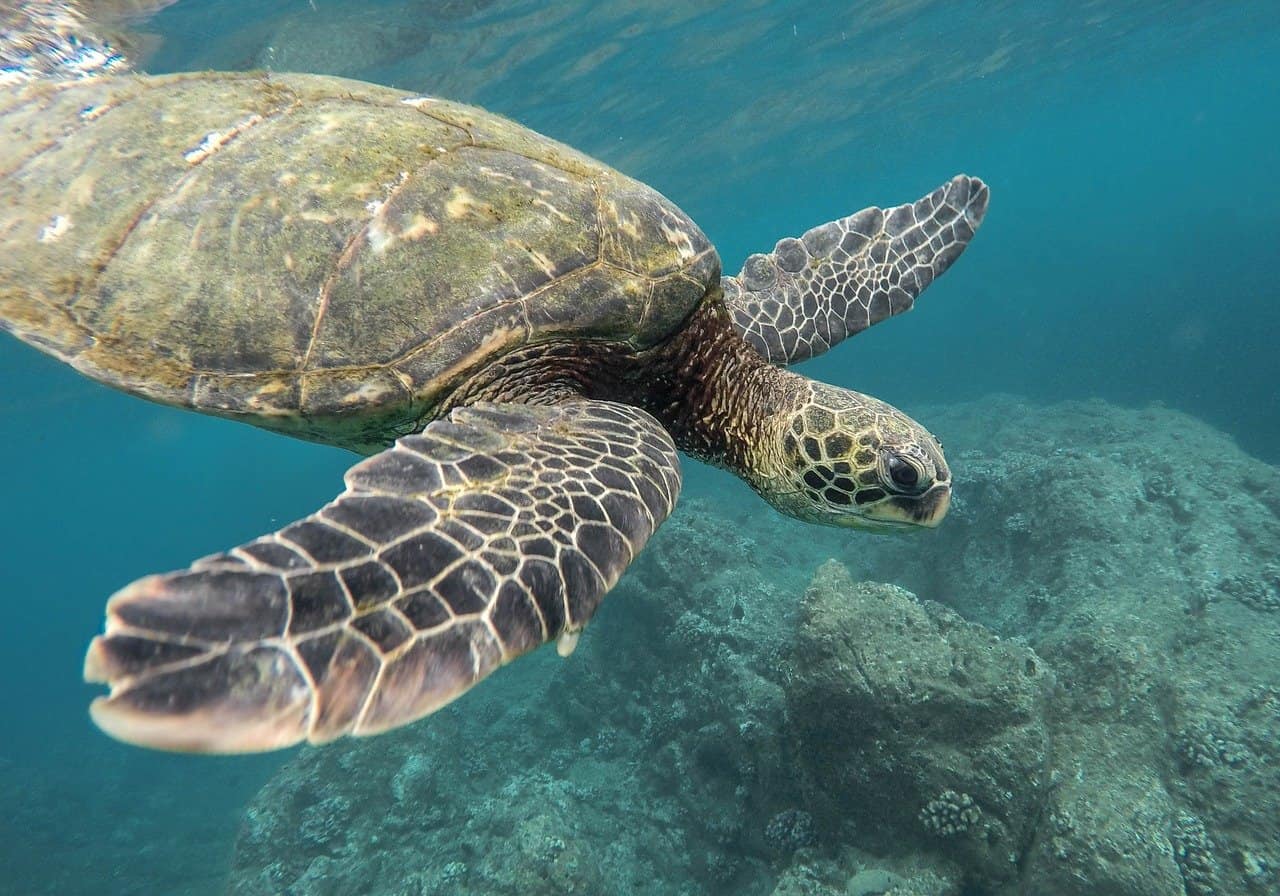Turtle Dream Meaning and Symbolism - SYMBOLS