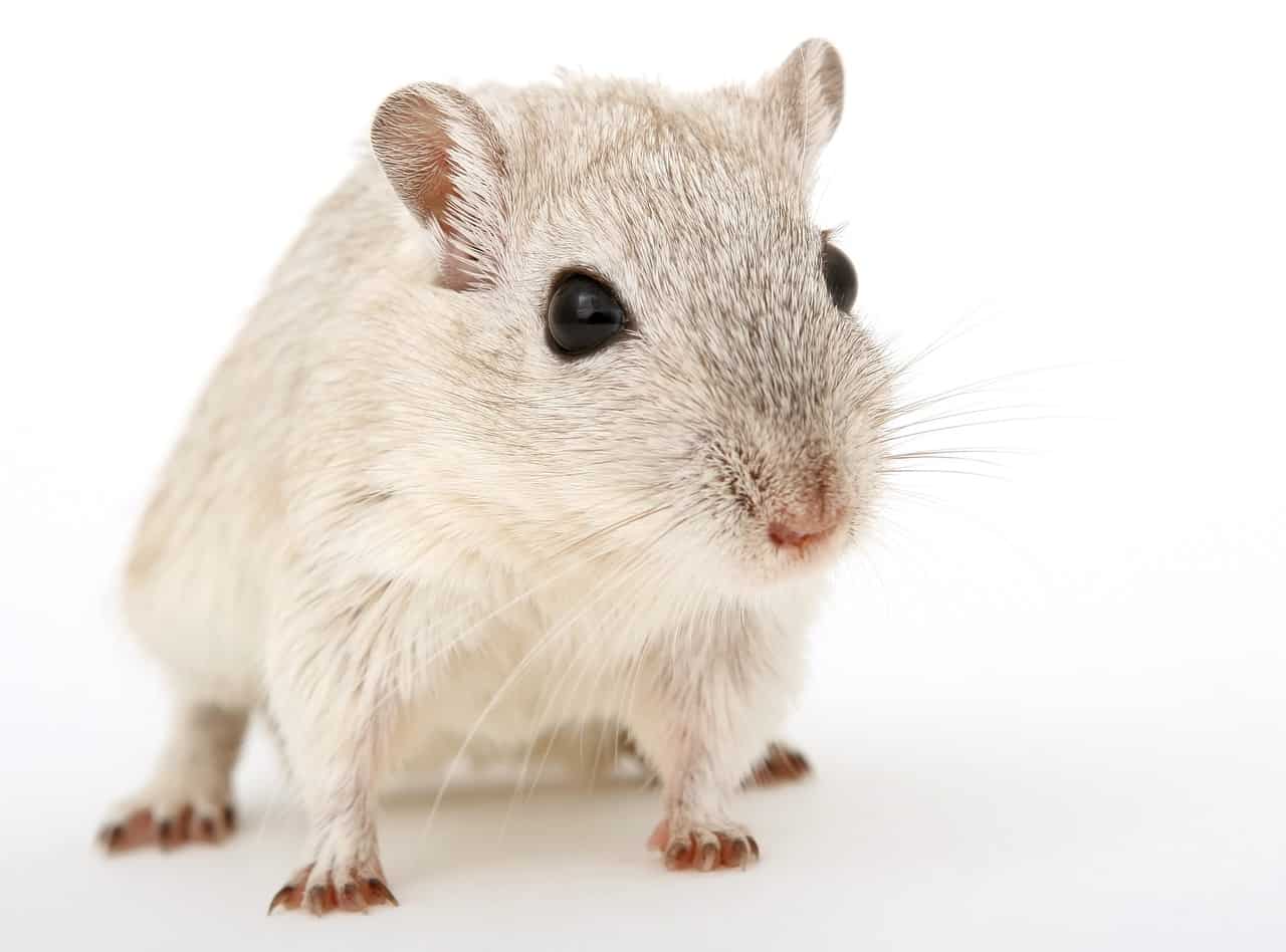 WHITE MOUSE DREAM Meaning & Symbolism
