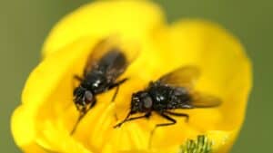 Spiritual Meaning of Flies: Unveiling the Hidden Message - SYMBOLS